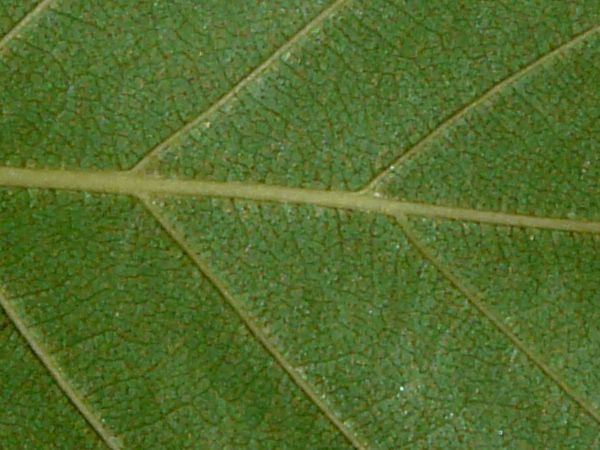 texture 0004 - Texturelib